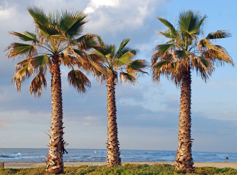 Three palms stock image. Image of israel, sand, palms - 5773273
