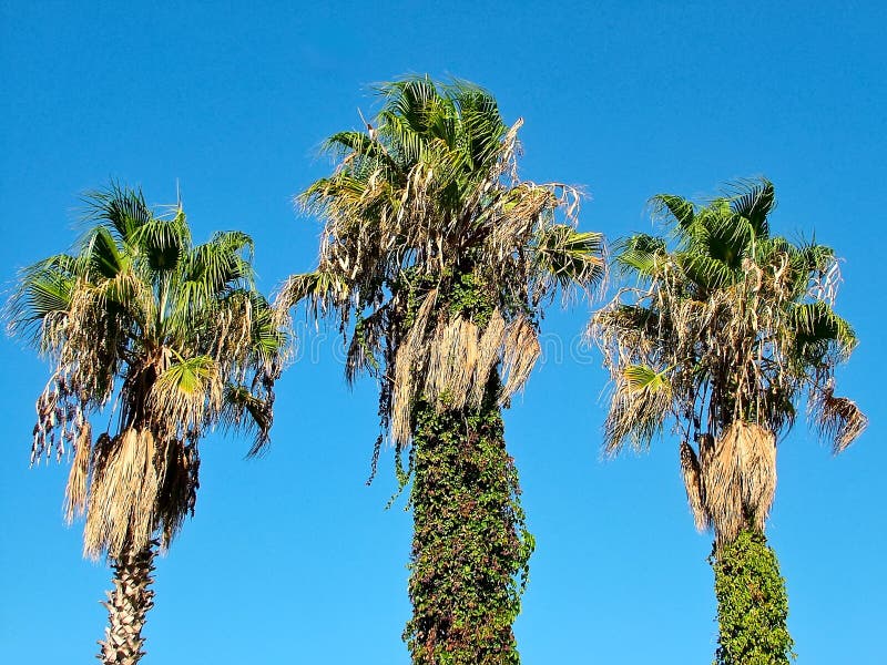 Three Palm Trees Against the Blue Sky Stock Image - Image of single ...