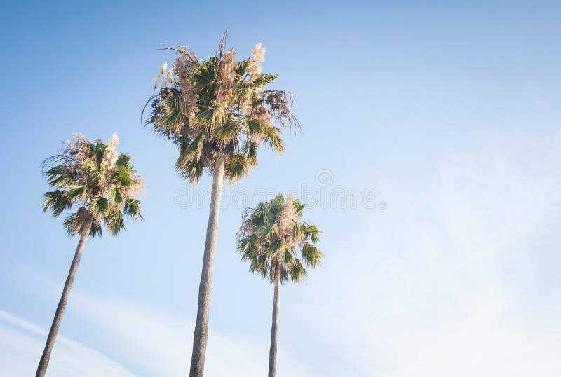 Three Palms stock photo. Image of sunny, palms, horizontal - 43538666