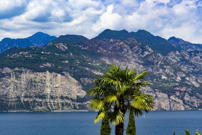 Three palms stock image. Image of bird, serene, eternity - 96583765