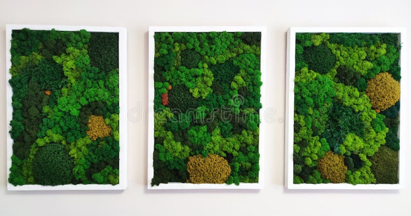 Three Panels of Green Decorative Preserved Moss on a White Wall ...