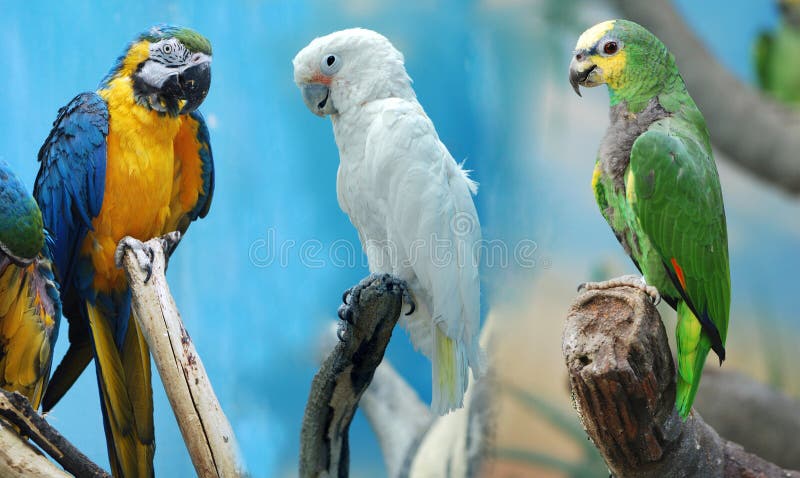 Pair of parrots stock photo. Image of talon, gold, birds - 51788