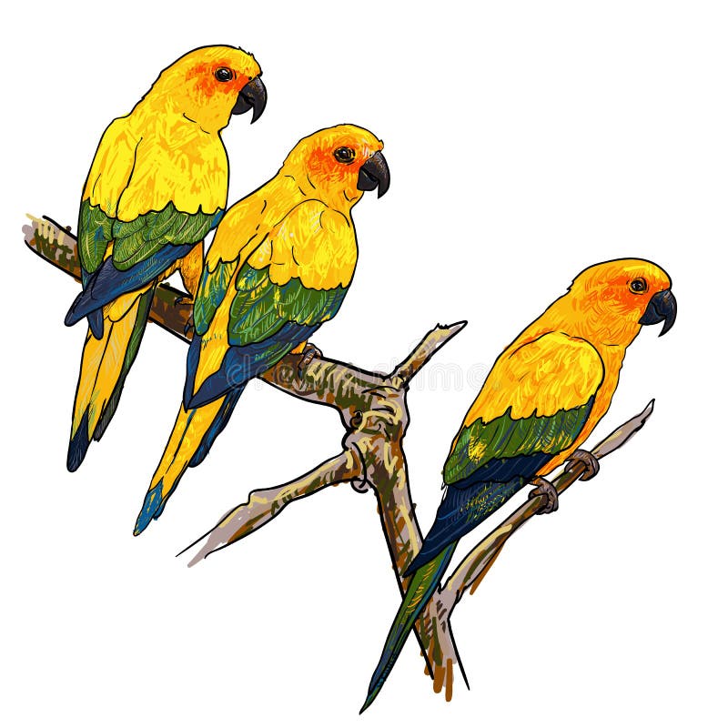 Parrots three stock vector. Illustration of brazil, funny - 36786759