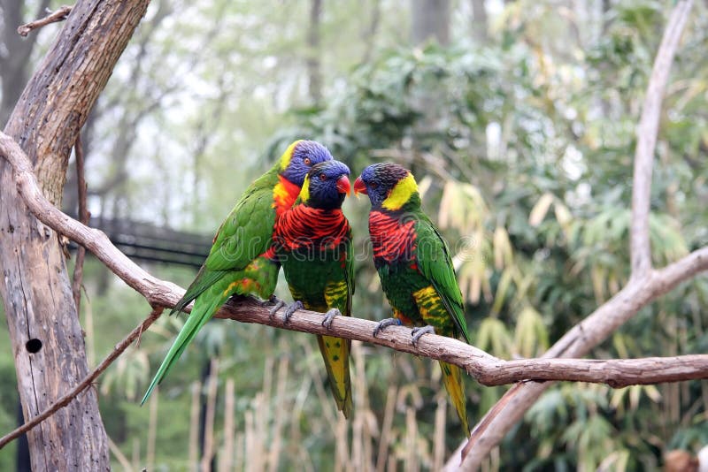 Three parrots stock photo. Image of portrait, parrot, wildlife - 7981258