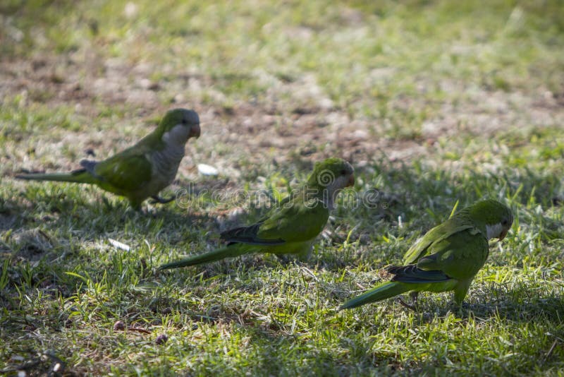 Three 3 parrots on grass stock photo. Image of grass - 152184816