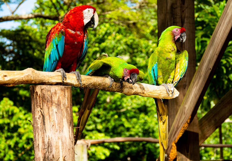 Three Parrots Red and Green Stock Photo - Image of bird, parakeet ...