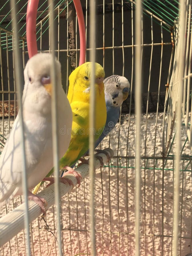 Parrot cage stock image. Image of parrots, cage, parrot - 191318805
