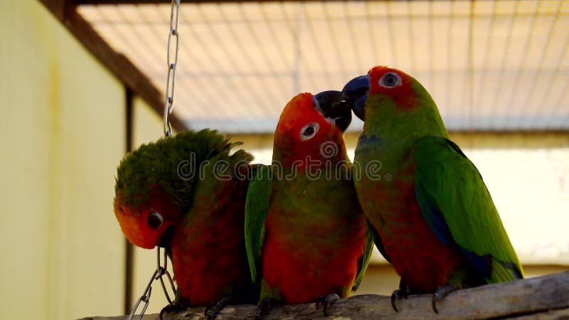 Three Parrots of the Same Species Sit on the Same Branch. Stock Footage ...