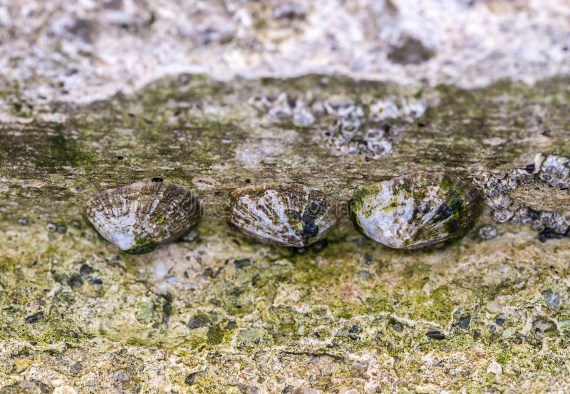 Limpets (Patellidae) Growing on Rocks in the Surf Zone Stock Image ...