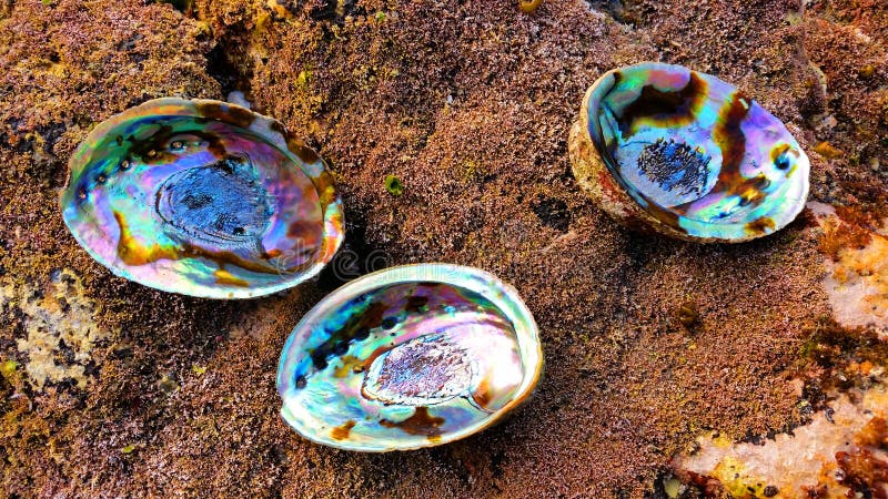 Three Paua Shells stock photo. Image of colourful, three - 55557530