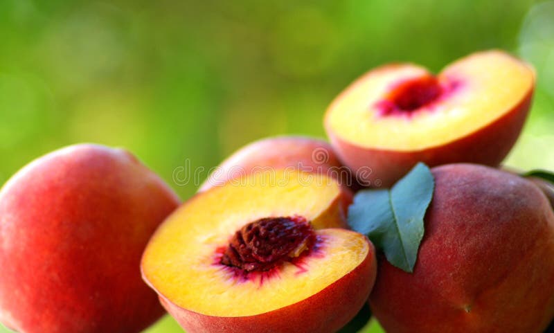 Three peaches. stock image. Image of food, breakfast, freshness - 6108819
