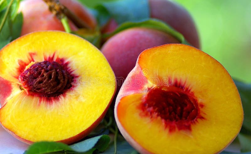 Three peaches. stock photo. Image of breakfast, nectarine - 6108948