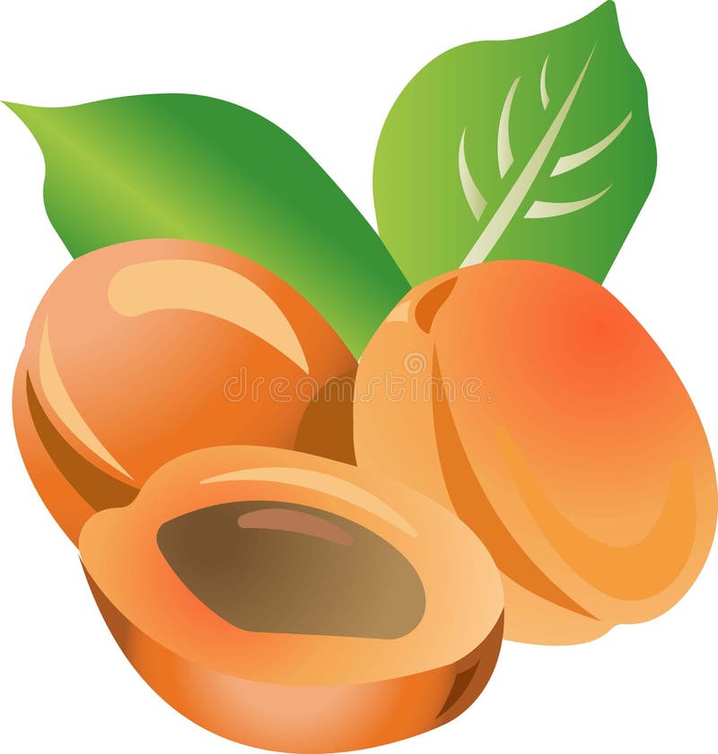 Three Peaches with Leaves. Vector Illustration Isolated on White ...