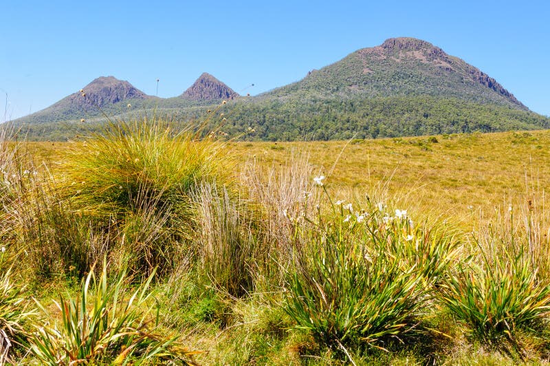 King William Range - Tasmania Stock Image - Image of hill, bush: 103640993