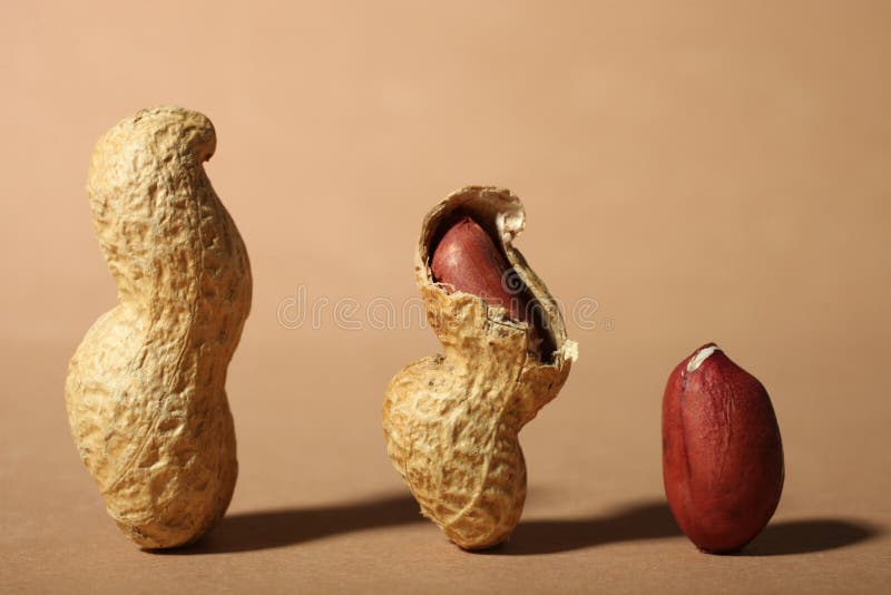Three Peanuts in There on White Stock Photo - Image of perenum, root ...