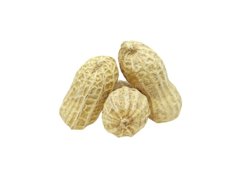 Three Peanuts in There on White Stock Photo - Image of perenum, root ...