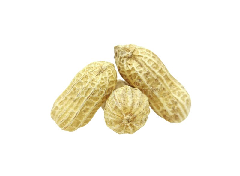 Three Peanuts in There on White Stock Photo - Image of perenum, root ...