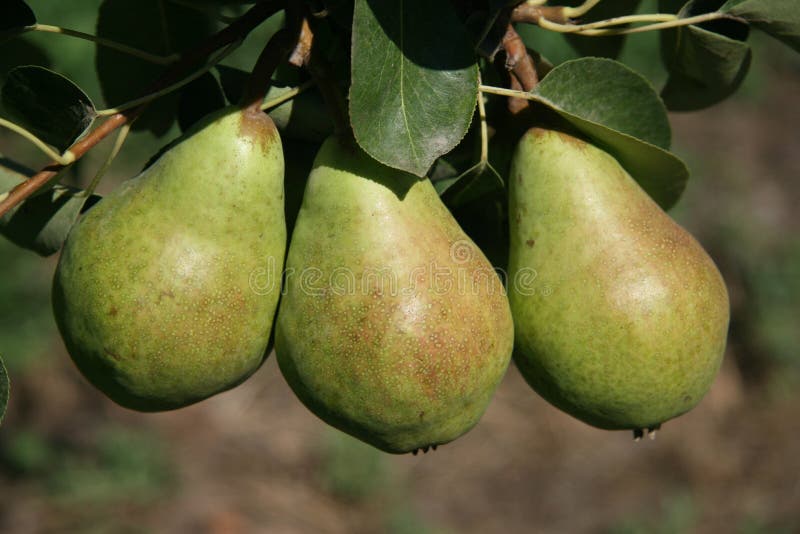 Three Pears stock image. Image of food, harvest, green - 3218343