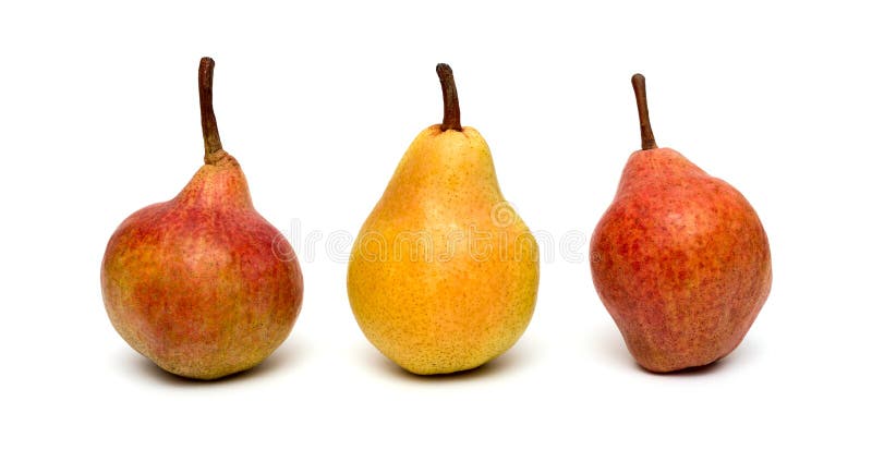 Three Pears Hanging from a Pear Fruit Tree Branch Stock Image - Image ...