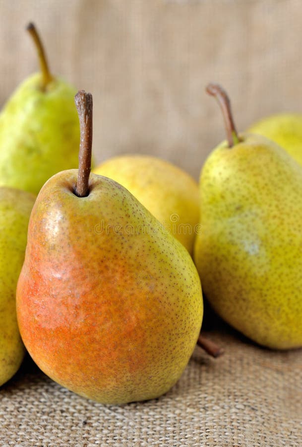 Three Pears Hanging from a Pear Fruit Tree Branch Stock Image - Image ...