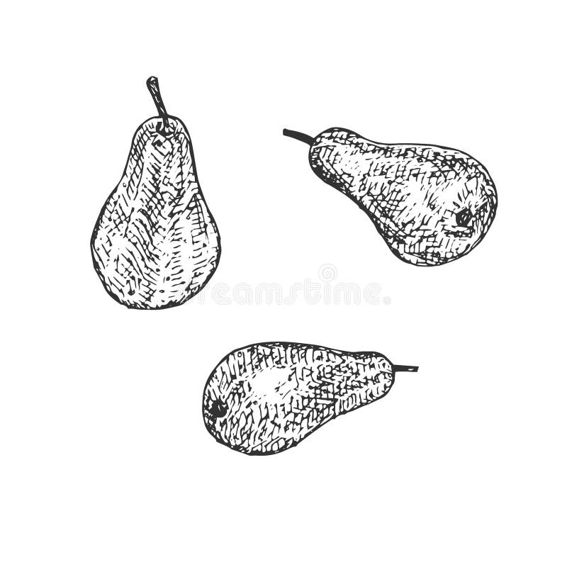 Three Pears, Vector Illustration, Hand Drawing, Hatching Stock ...