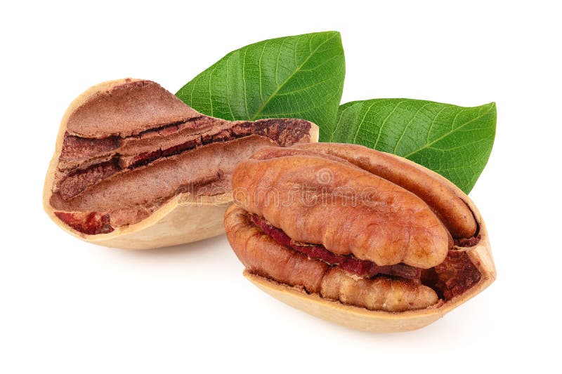 Three Pecan Nuts Isolated on White Background Stock Photo - Image of ...