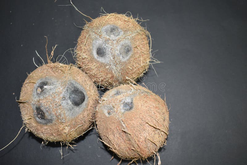Three Peeled Coconut Closeup Picture Stock Image - Image of three ...