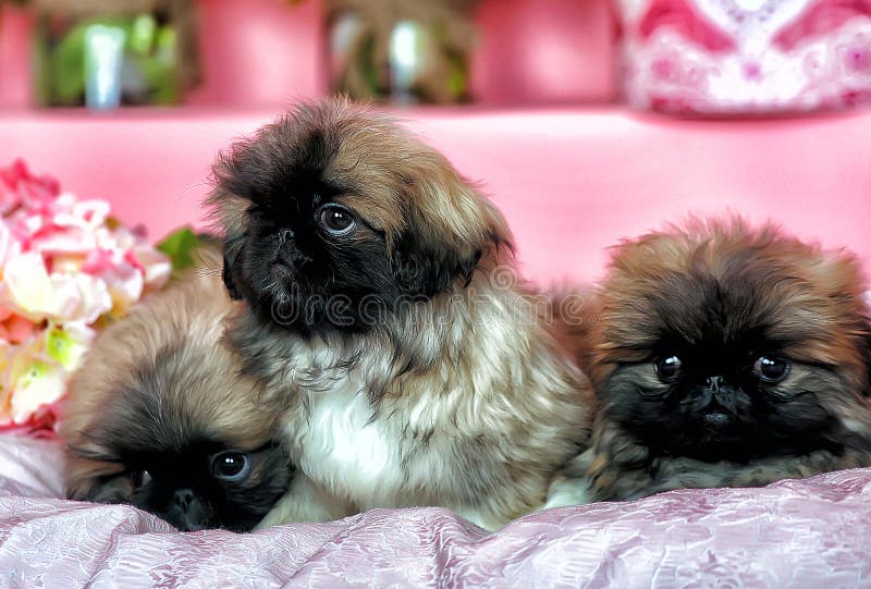 Three Pekingese puppys stock image. Image of animal, breed - 47263723