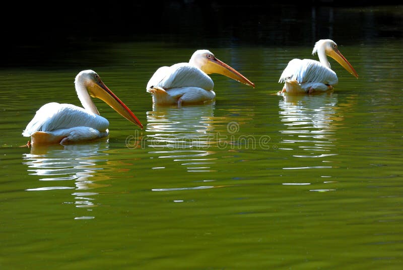 Three Pelicans Swimming in Lake Stock Image - Image of swimming, three ...