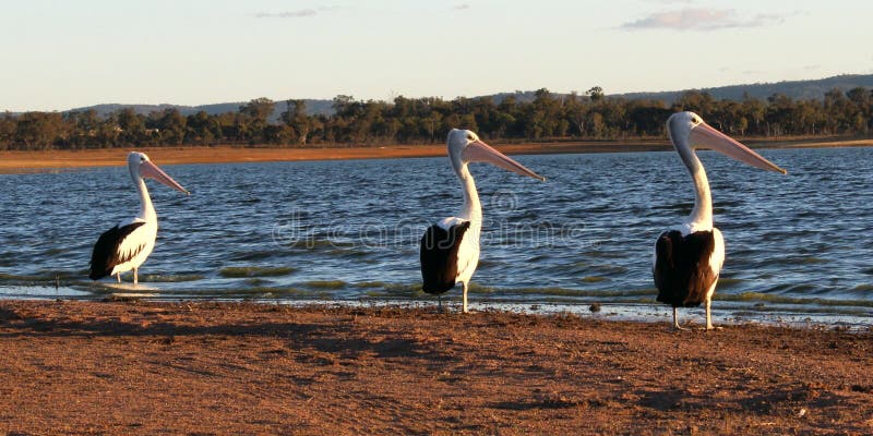 Three Pelicans in Flight with Blue Sky Stock Image - Image of blue ...