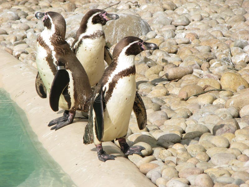 Three curious penguins stock image. Image of majestic - 2680523