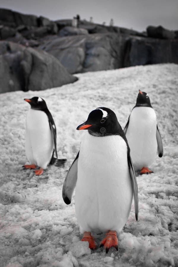 Three penguins stock photo. Image of black, cold, bird - 17092724