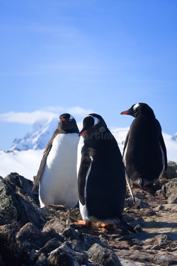 Three penguins stock photo. Image of black, cold, bird - 17092724