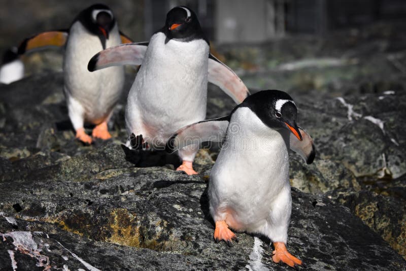 Three penguins stock photo. Image of black, cold, bird - 17092724