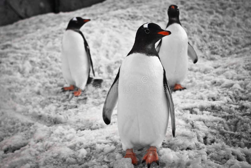Three penguins stock photo. Image of black, cold, bird - 17092724