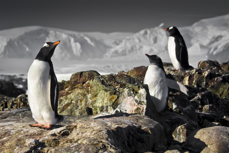 Three penguins stock photo. Image of cool, penguin, pair - 16373438