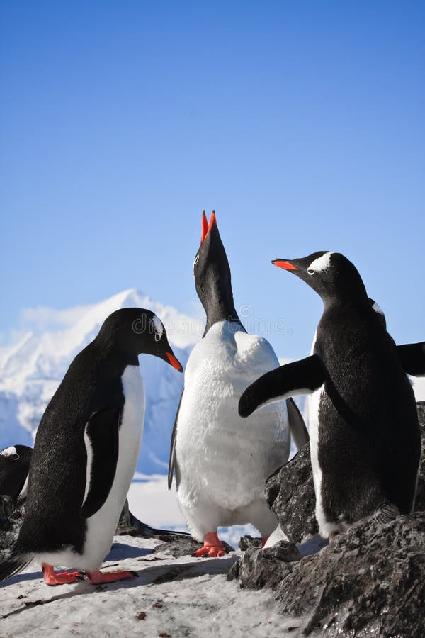 Three penguins stock photo. Image of black, cold, bird - 17092724