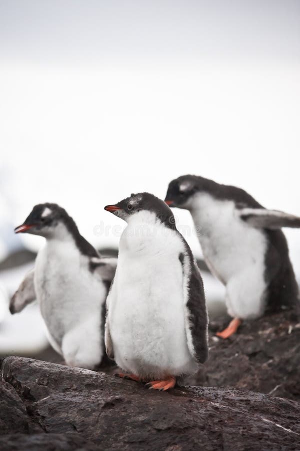 Three penguins stock photo. Image of outdoors, polar - 49506176