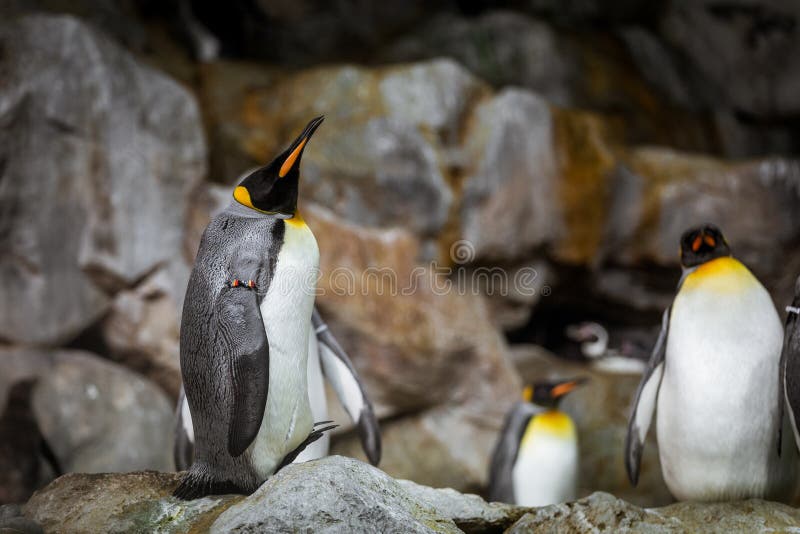 Three penguins on rocks stock photo. Image of rocks, people - 84241608