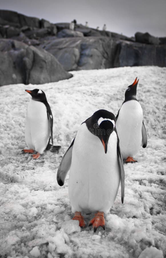Three penguins stock photo. Image of black, cold, bird - 17092724