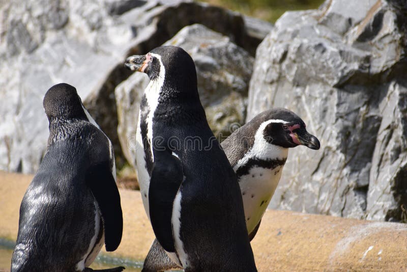 Three Penguins are Standing Together on a Shore of a Lake Stock Image ...