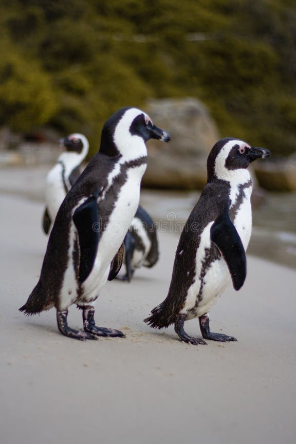 Penguins Walking Outside Near a Beach Stock Image - Image of feathers ...