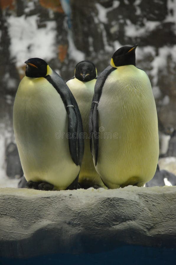 Three penguins stock photo. Image of rocks, penguins - 40982334