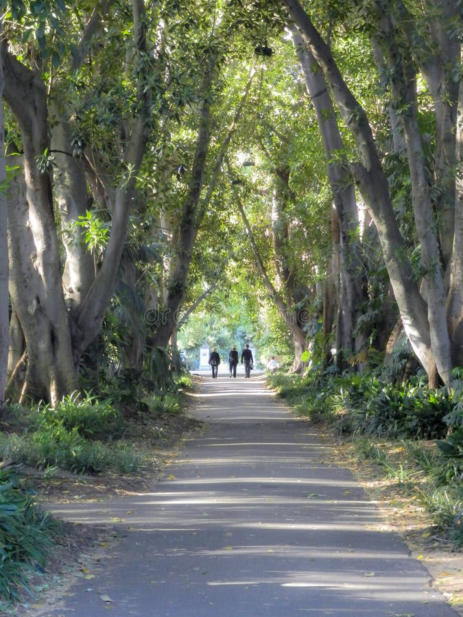 Three Peope Walking on a Tree Lined Path in a Park Stock Image - Image ...