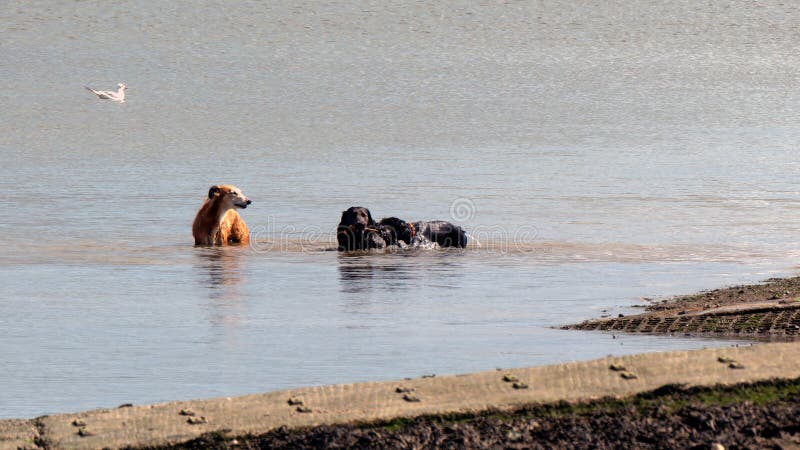 Three Pet Dogs Playing in the River Stock Image - Image of playing ...