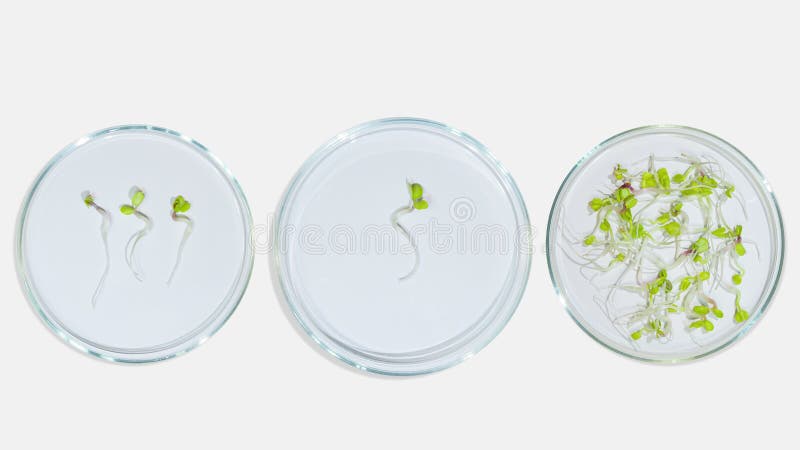 Petri Dishes with Various Germinated Seedlings. Laboratory Research ...