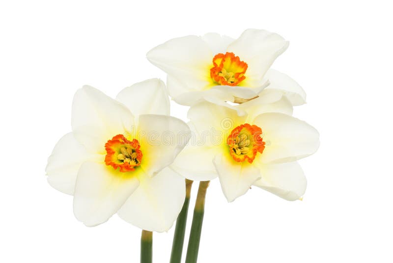 Three Pheasant S Eye Narcissus Stock Image - Image of daffodils, three ...