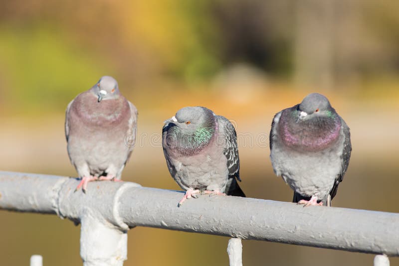 Three pigeons stock image. Image of foreground, wing - 18358249