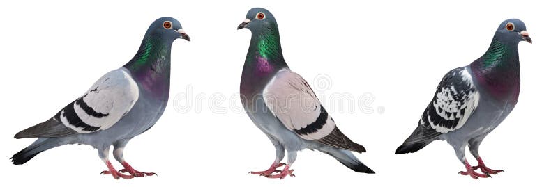 Three Pigeons Isolated on White Background Stock Illustration ...