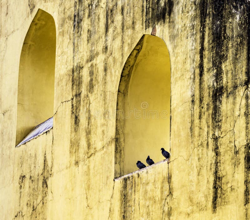 Three Pigeons Perched on a Weathered Yellow Stucco Wall Featuring Two ...